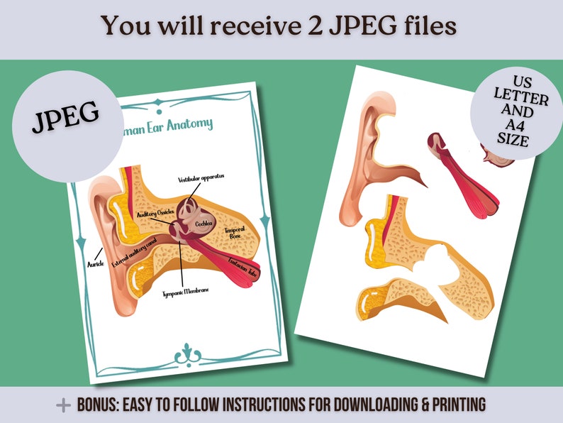 Ear Anatomy Printable Worksheet Anatomy of the Ear Teaching Resource ...