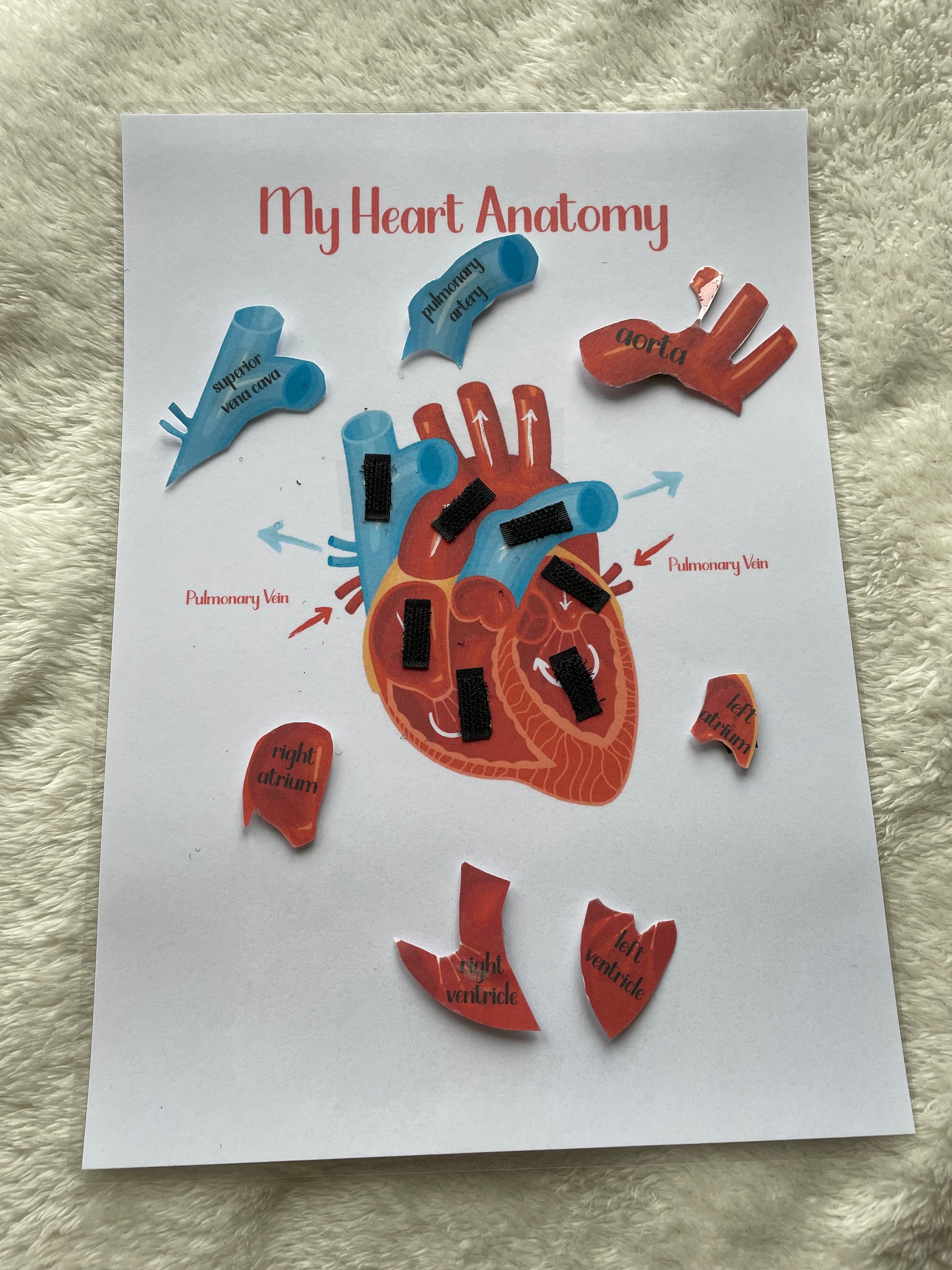 Heart Anatomy Labelling Activity Printable Parts of the Heart Resources ...