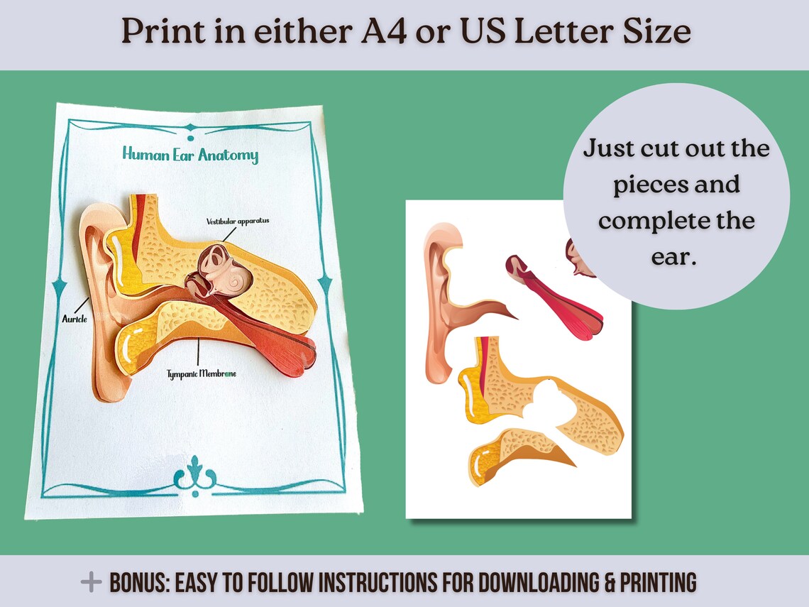 Ear Anatomy Printable Worksheet Anatomy of the Ear Teaching Resource ...