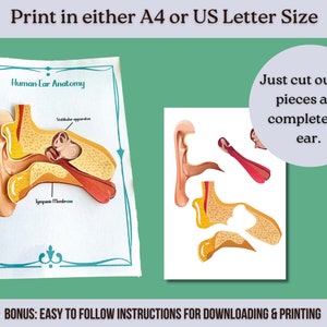 Ear Anatomy Printable Worksheet Anatomy of the Ear Teaching Resource ...