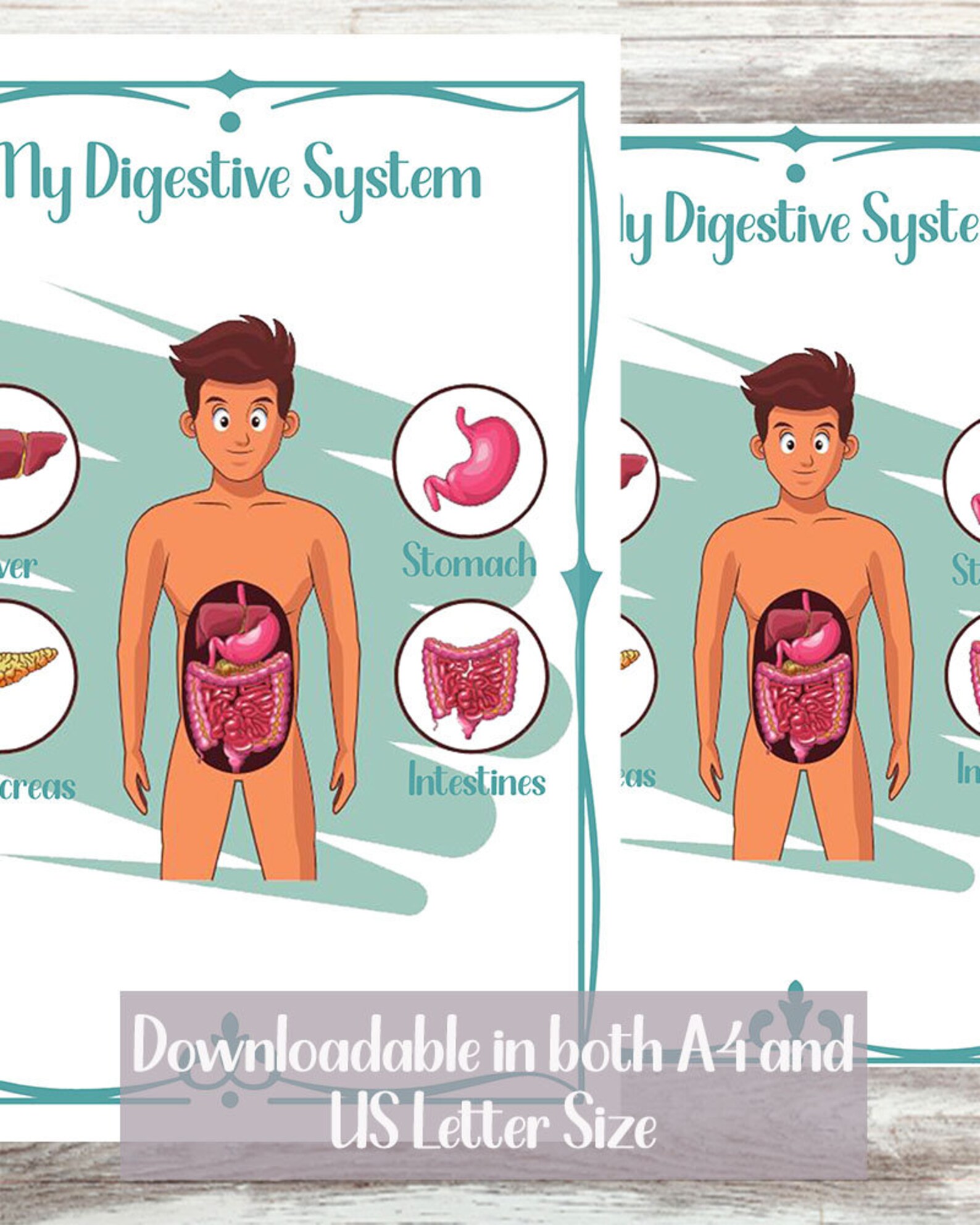 Digestive System Activity Printable Digestive System Resources ...