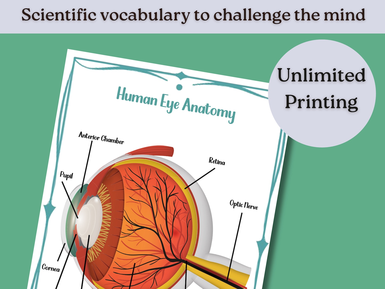 Human Eye Anatomy Printable Worksheet Sense of Sight Activity Biology ...