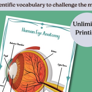 Human Eye Anatomy Printable Worksheet Sense of Sight Activity Biology ...