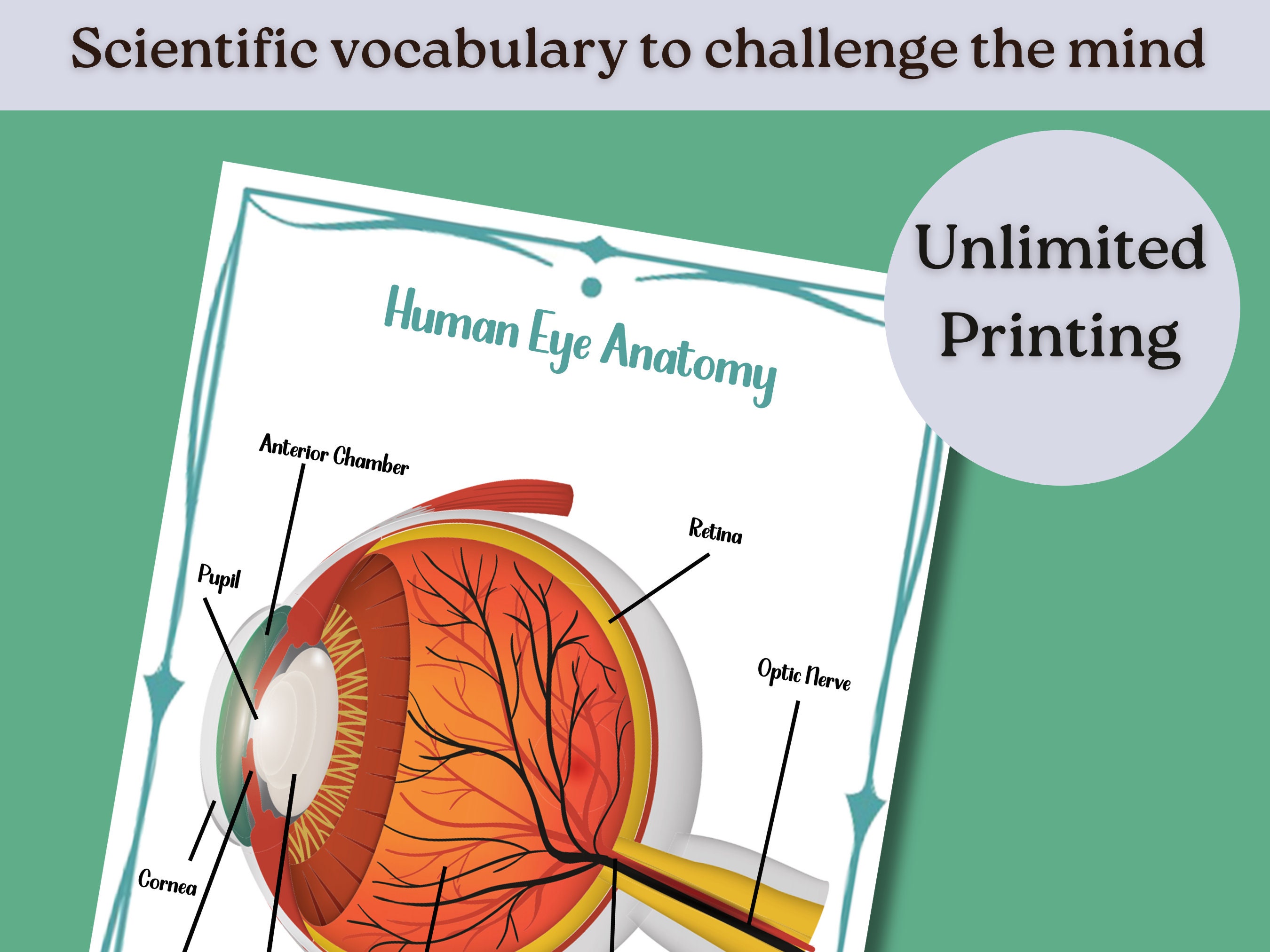 Human Eye Anatomy Printable Worksheet Sense of Sight Activity Biology ...