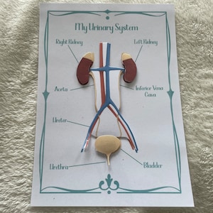Urinary System Labelling Activity Printable Urinary System Teaching ...