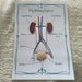 Urinary System Labelling Activity Printable Urinary System Teaching ...