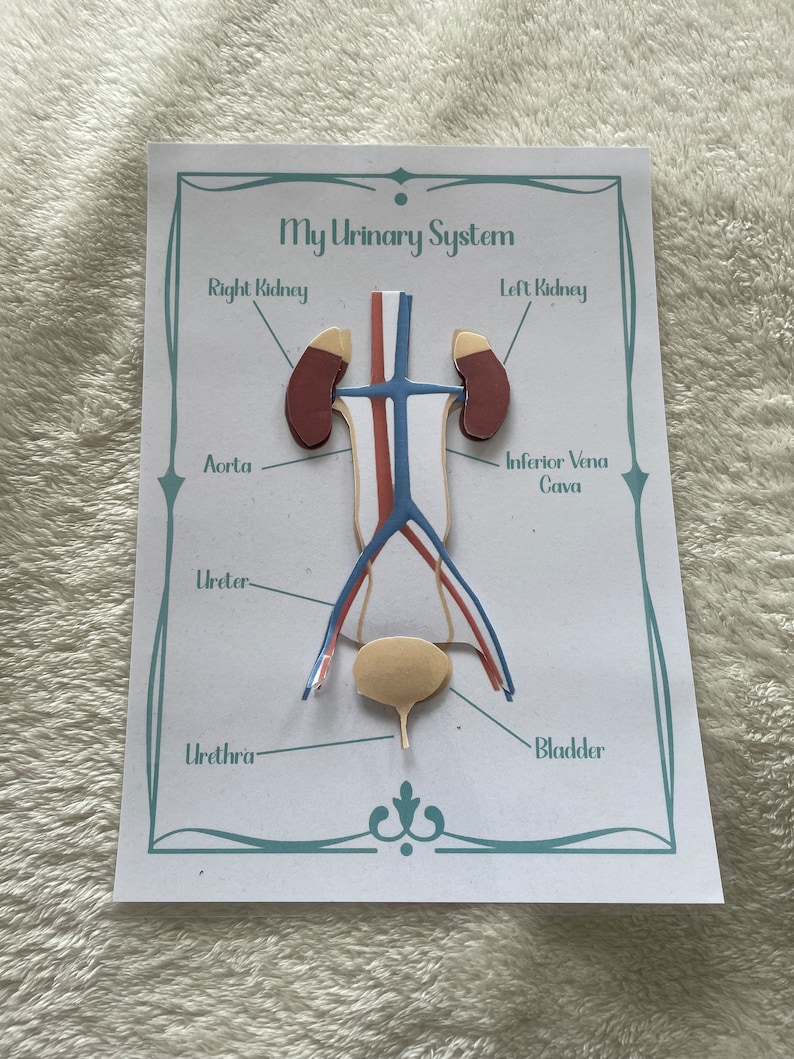 Urinary System Labelling Activity Printable Urinary System Teaching ...