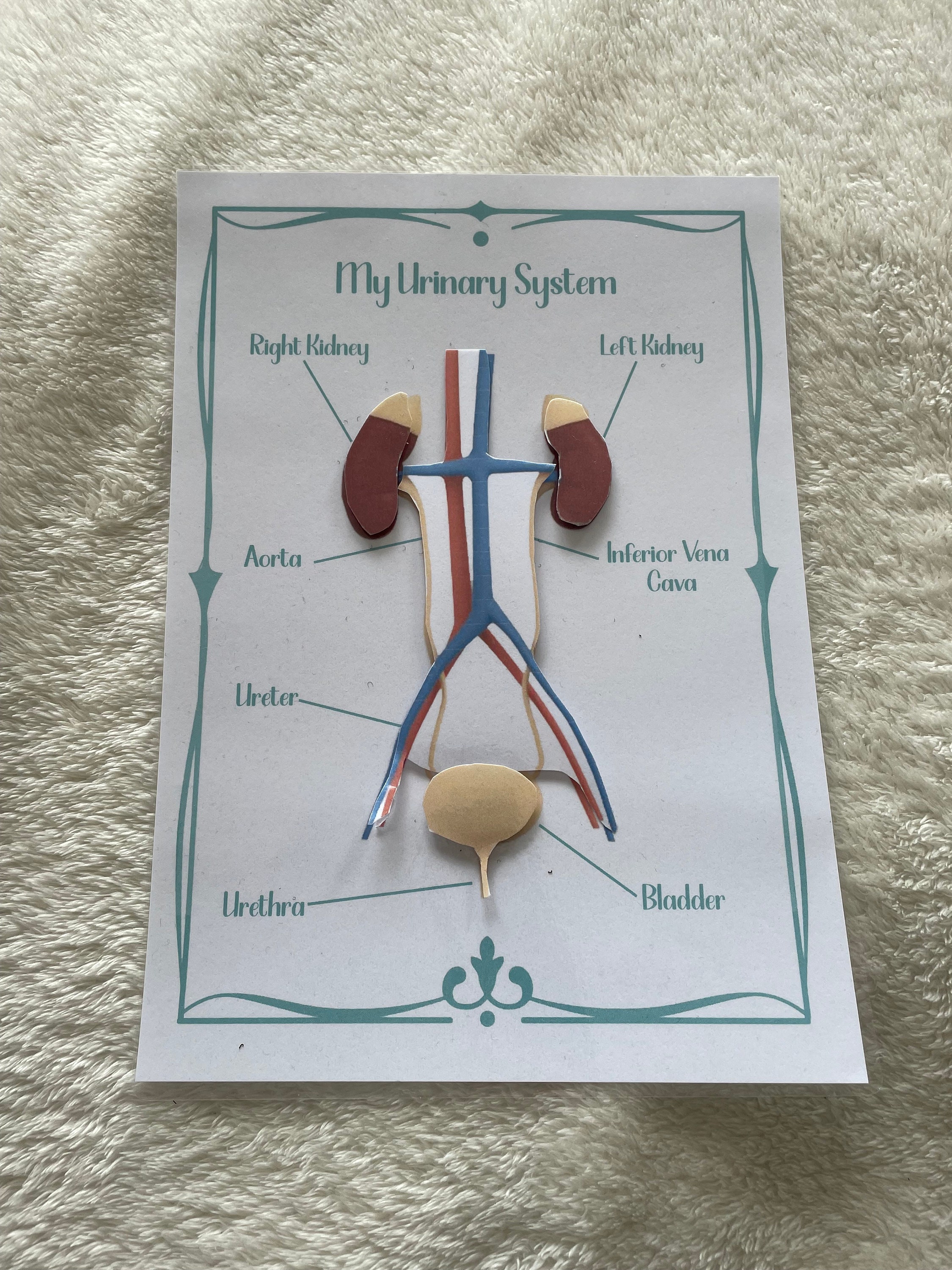 Urinary System Labelling Activity Printable Urinary System Teaching ...