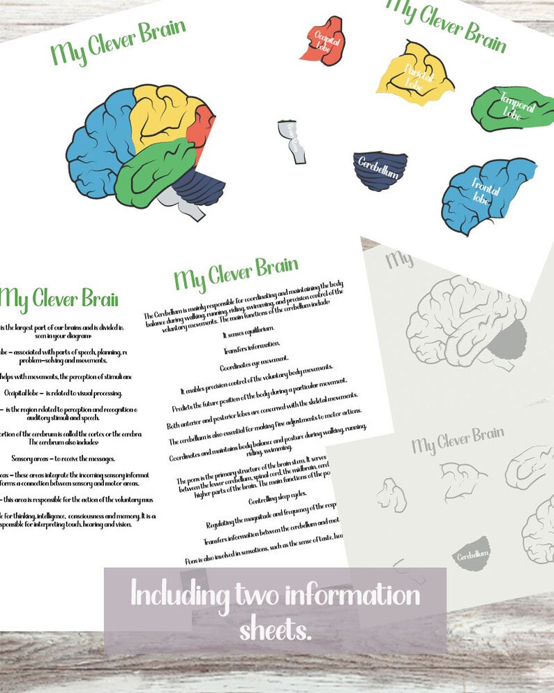 Parts of the Brain Printable Worksheet Brain Anatomy Teaching Resource ...