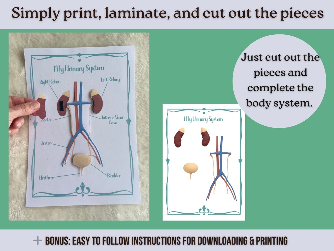 Biology My Body Anatomy Bundle Printable Human Anatomy Worksheets for ...