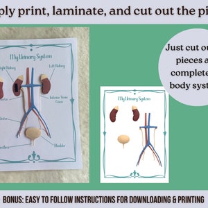 Biology My Body Anatomy Bundle Printable Human Anatomy Worksheets for ...