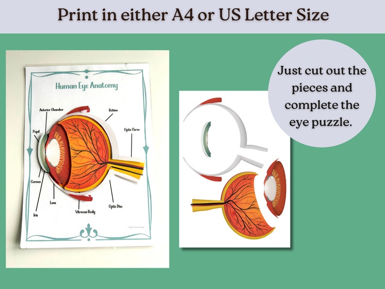 Human Eye Anatomy Printable Worksheet Sense of Sight Activity Biology ...
