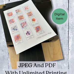 Biology Human Cell Flashcards for Guessing Game Printable Science ...