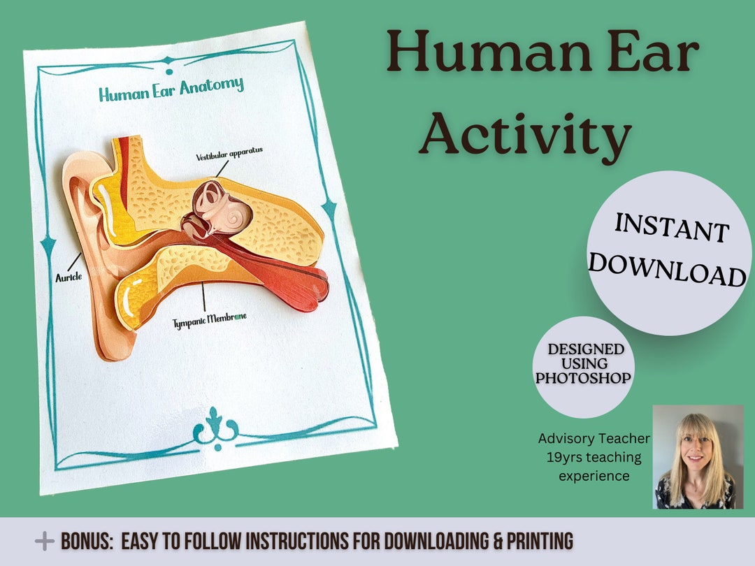 Ear Anatomy Printable Worksheet Anatomy of the Ear Teaching Resource ...
