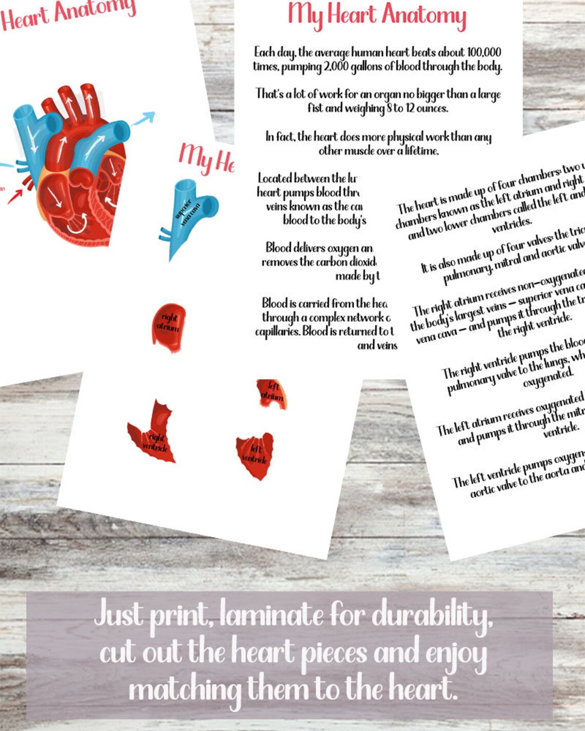 Heart Anatomy Labelling Activity Printable Parts of the Heart Resources ...