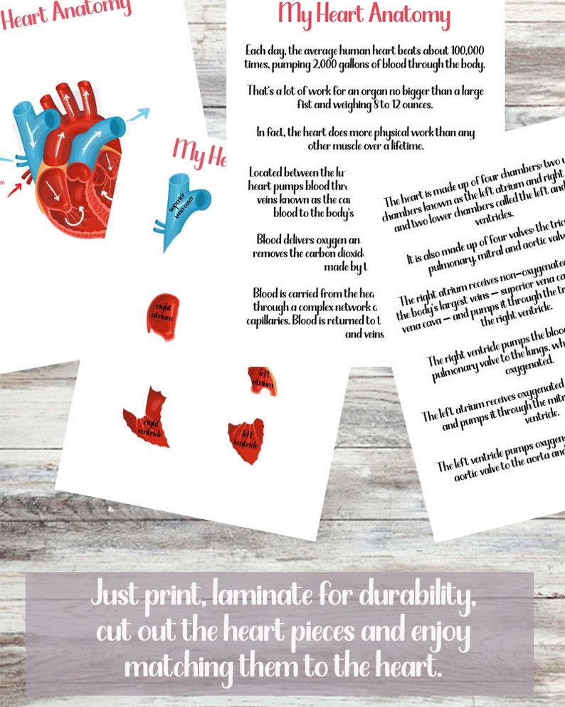 Heart Anatomy Labelling Activity Printable Parts of the Heart Resources ...