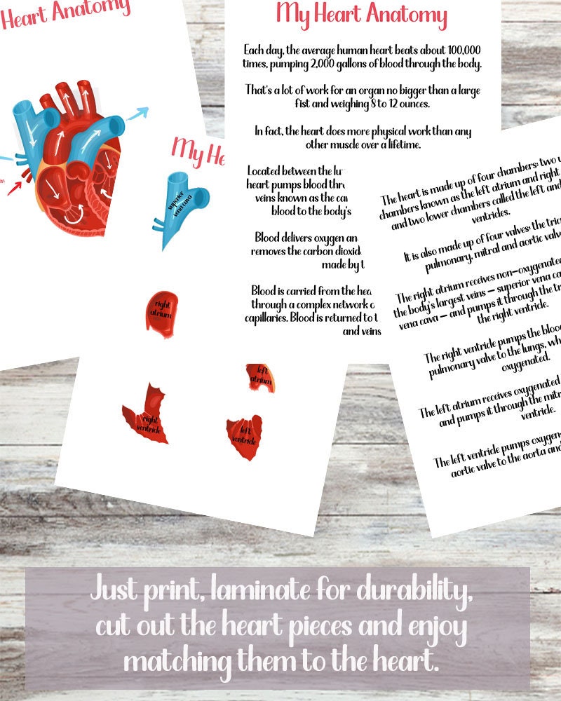 Heart Anatomy Labelling Activity Printable Parts of the Heart Resources ...