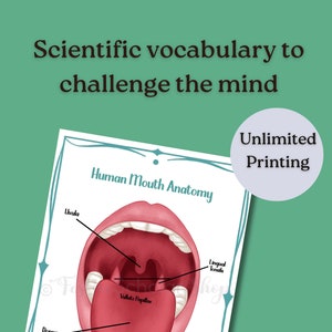 Human Mouth Anatomy Activity High School Biology Resource Secondary ...
