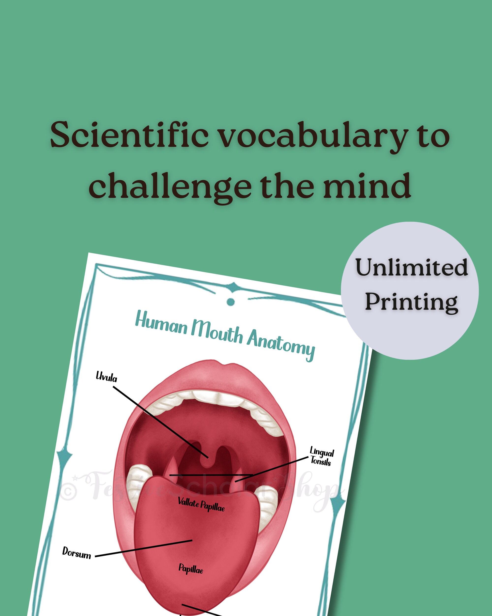 Human Mouth Anatomy Activity High School Biology Resource Secondary ...