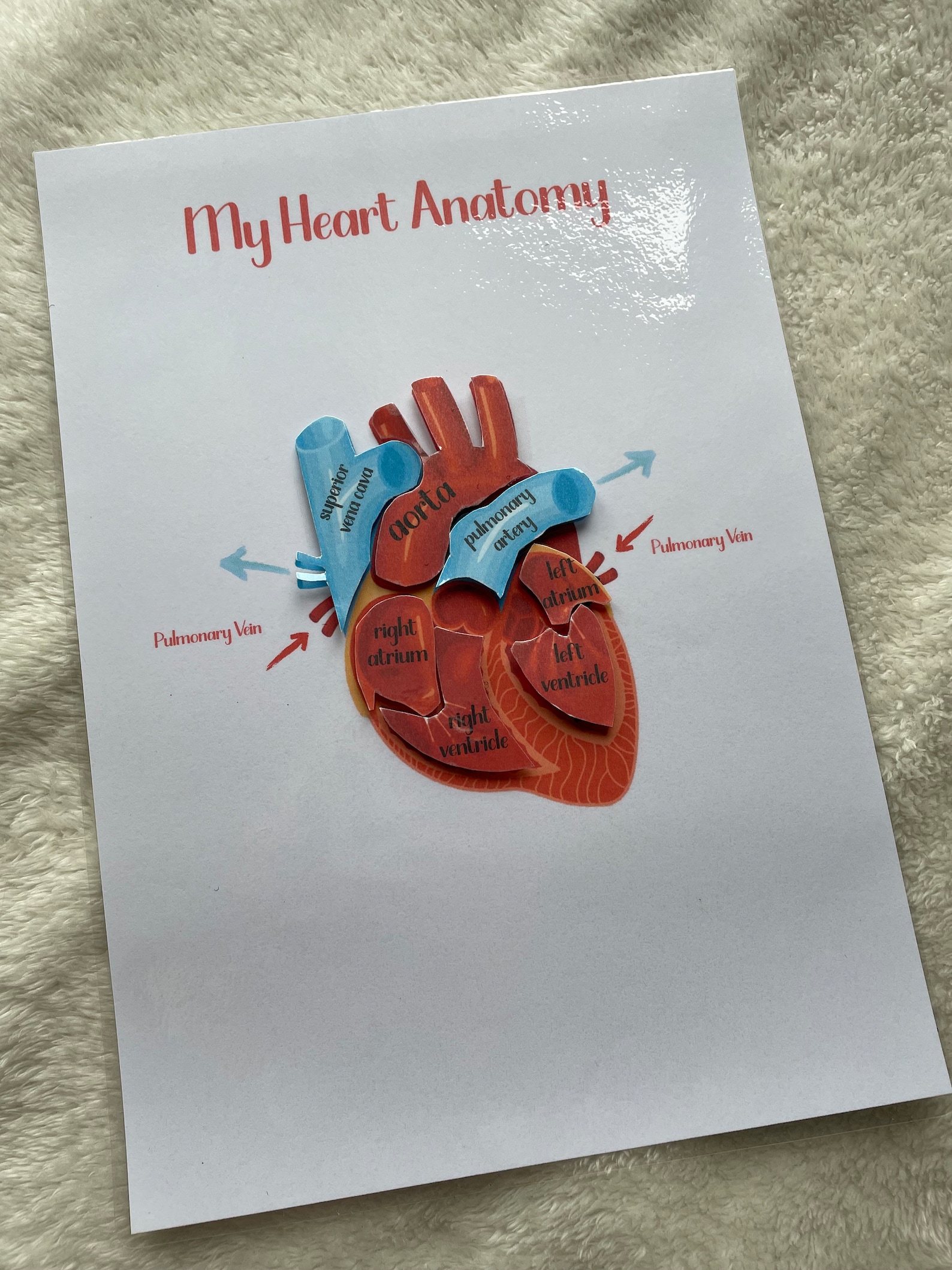 Heart Anatomy Labelling Activity Printable Parts of the Heart Resources ...