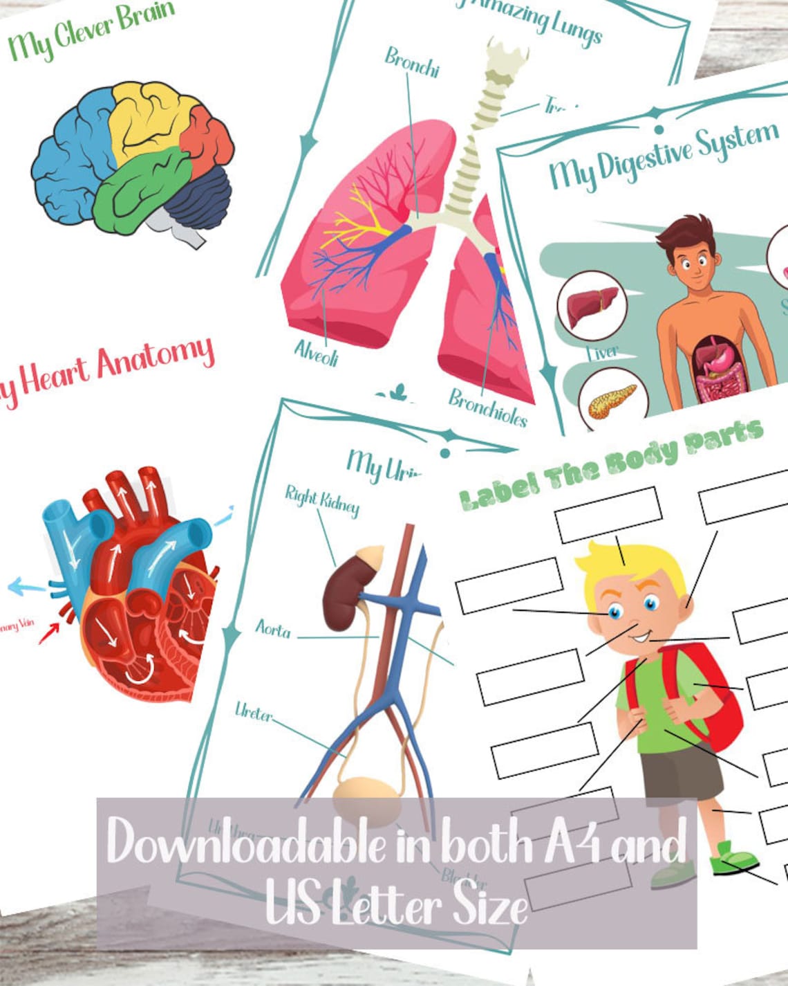 Human Anatomy Printable Bundle Parts of the Body Worksheets Printable ...