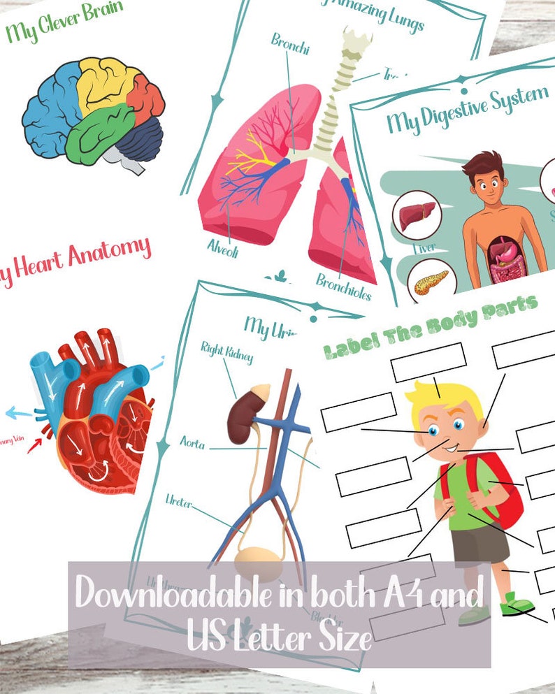 Human Anatomy Printable Bundle Parts of the Body Worksheets Printable ...