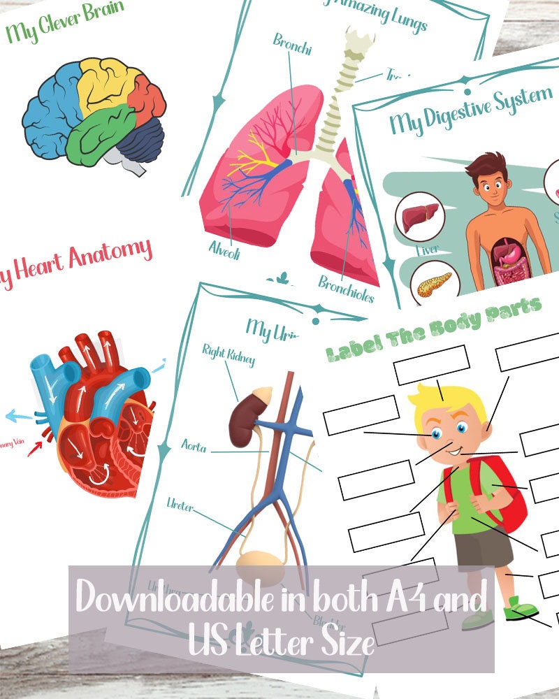 Human Anatomy Printable Bundle Parts of the Body Worksheets Printable ...