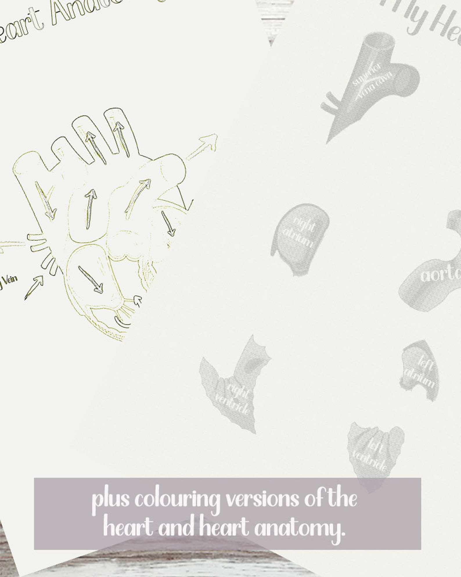 Heart Anatomy Labelling Activity Printable Parts of the Heart Resources ...