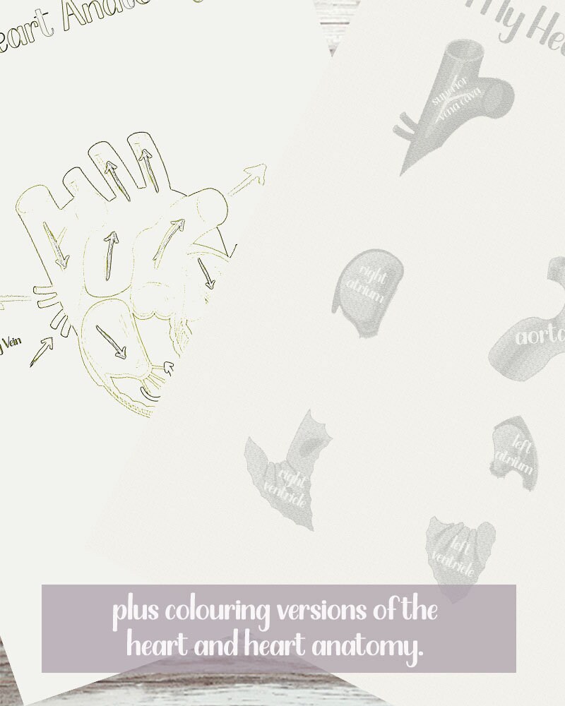 Heart Anatomy Labelling Activity Printable Parts of the Heart Resources ...