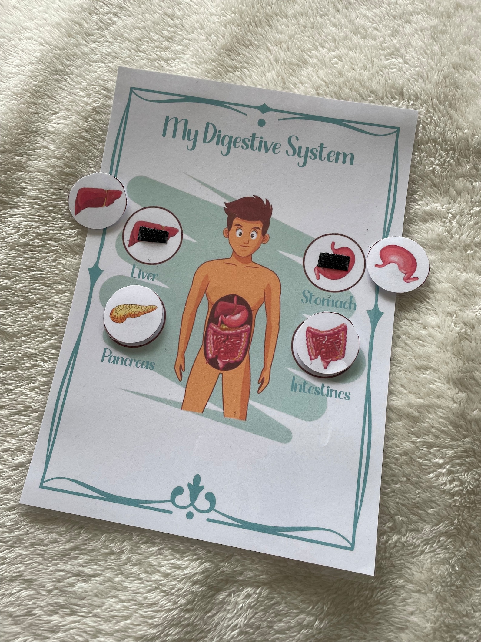 Digestive System Activity Printable Digestive System Resources ...
