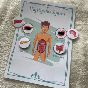 Digestive System Activity Printable Digestive System Resources ...