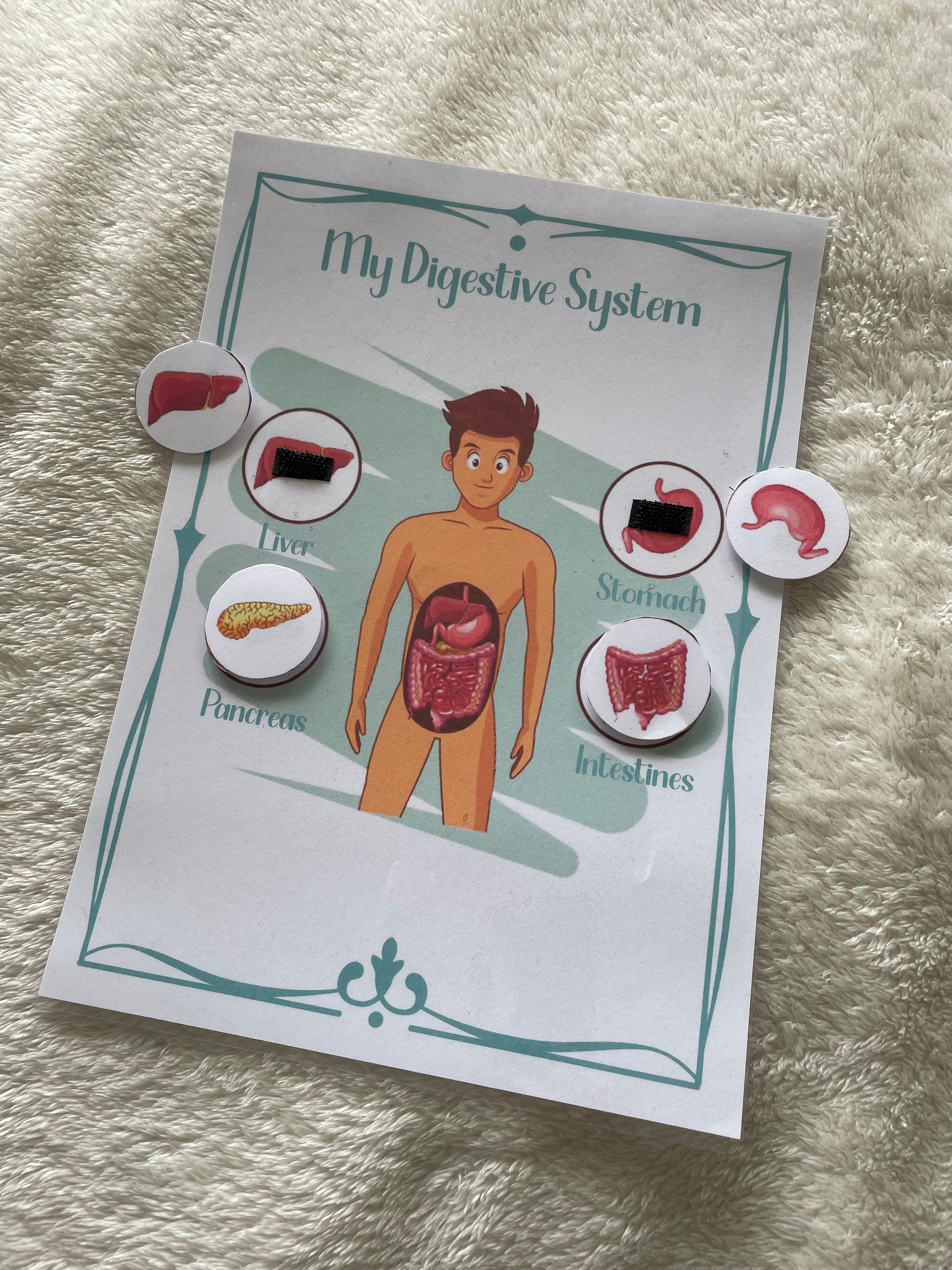 Digestive System Activity Printable Digestive System Resources ...