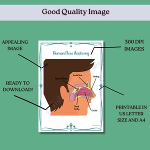 Human Nose Anatomy Activity High School Biology Resource Secondary ...