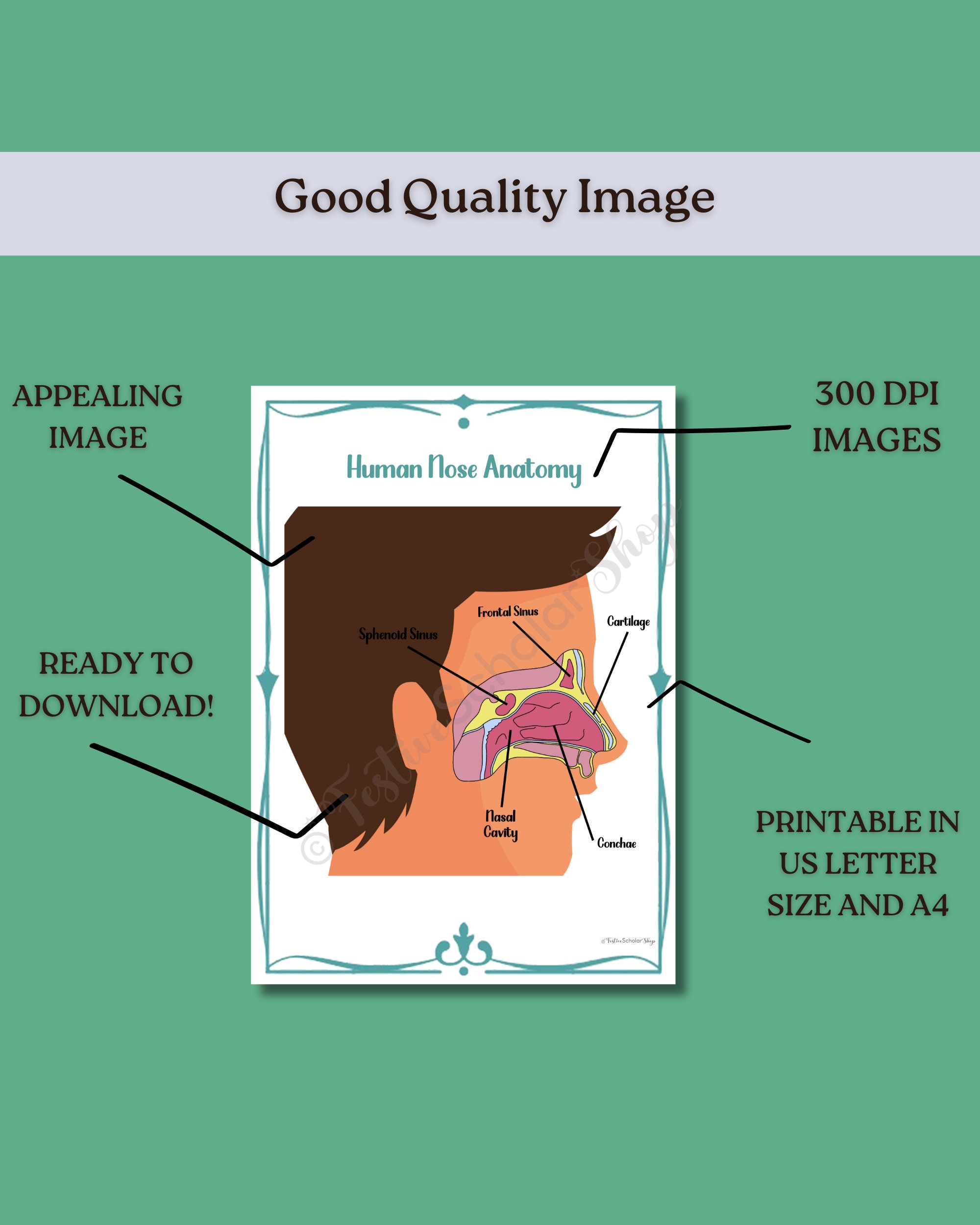 Human Nose Anatomy Activity High School Biology Resource Secondary ...