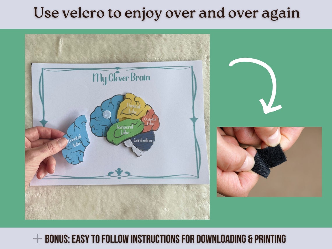 Biology My Body Anatomy Bundle Printable Human Anatomy Worksheets for ...