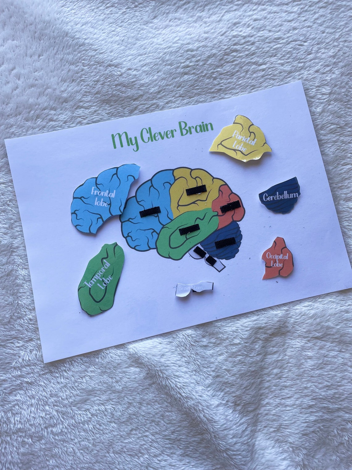 Parts of the Brain Printable Worksheet Brain Anatomy Teaching Resource ...