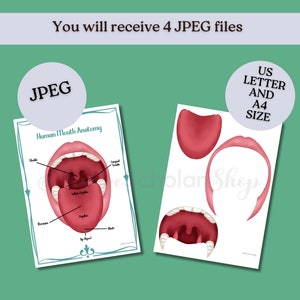 Human Mouth Anatomy Activity High School Biology Resource Secondary ...