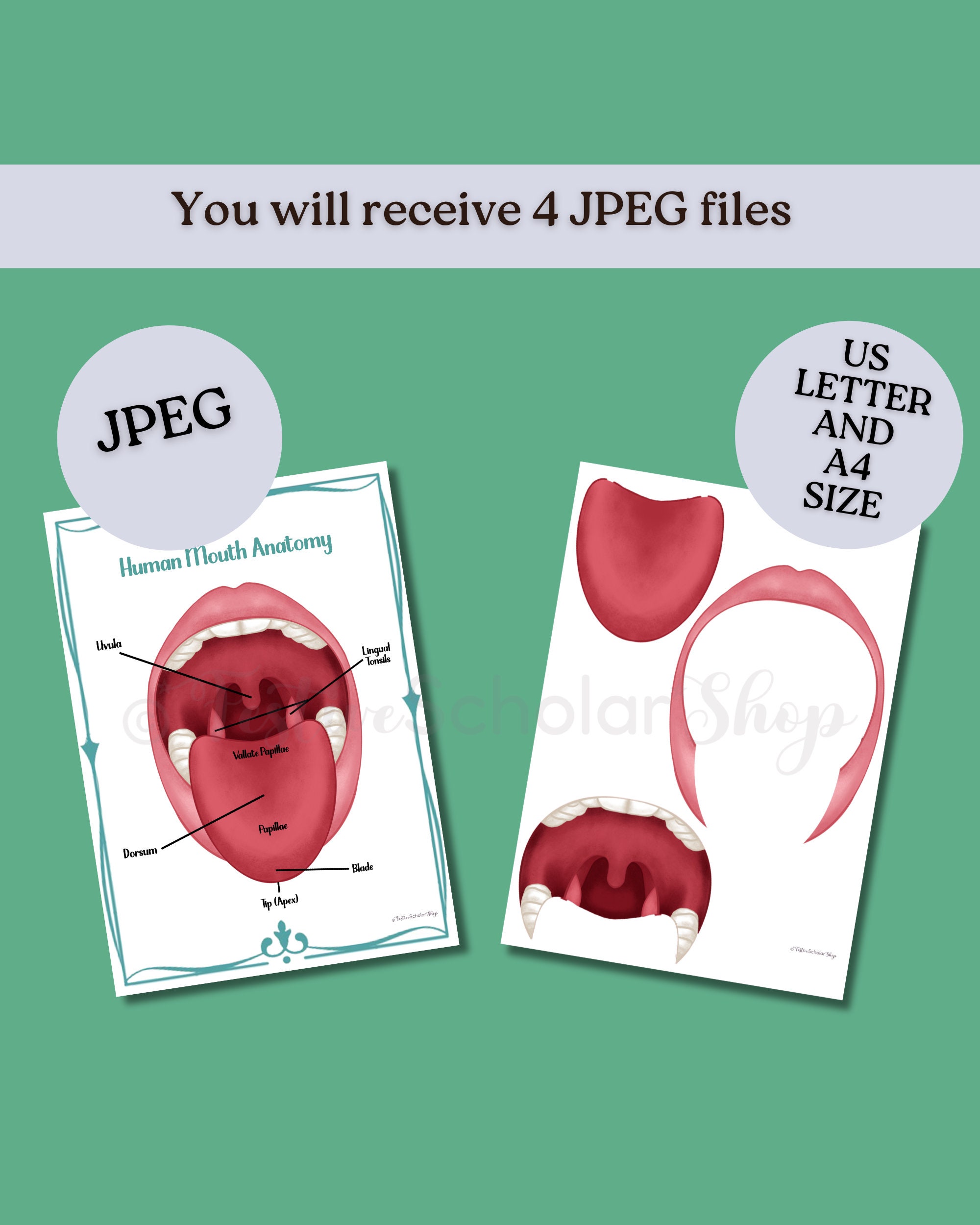 Human Mouth Anatomy Activity High School Biology Resource Secondary ...