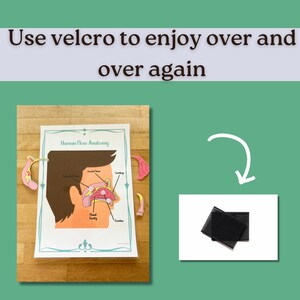 Human Nose Anatomy Activity High School Biology Resource Secondary ...