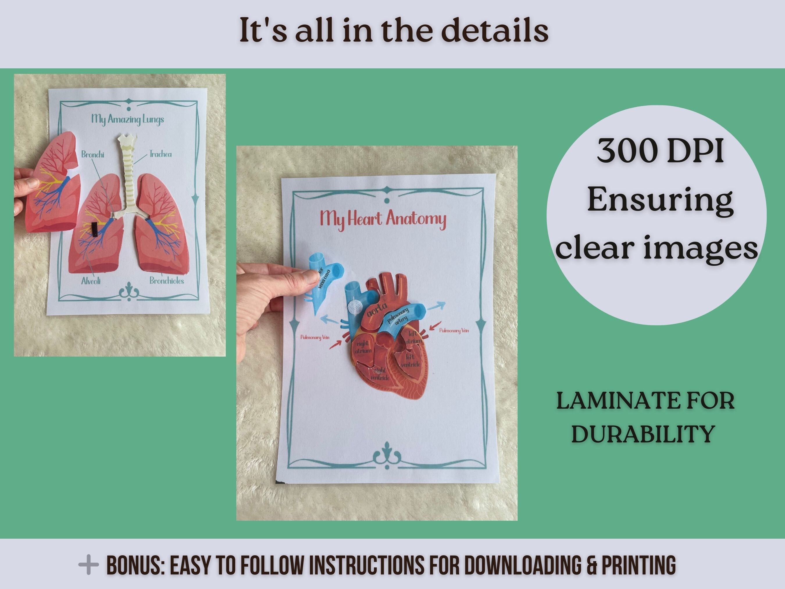 Biology My Body Anatomy Bundle Printable Human Anatomy Worksheets for ...