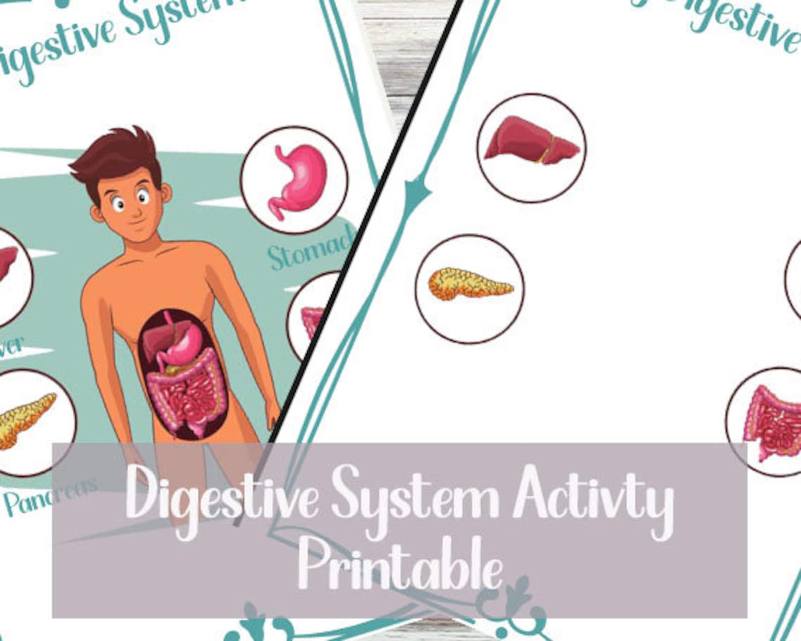 Digestive System Activity Printable Digestive System Resources ...