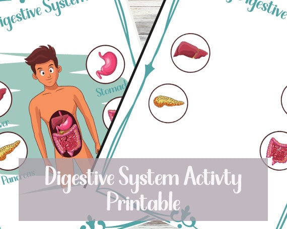 Digestive System Activity Printable Digestive System Resources ...
