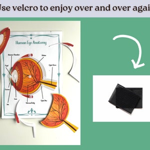 Human Eye Anatomy Printable Worksheet Sense of Sight Activity Biology ...