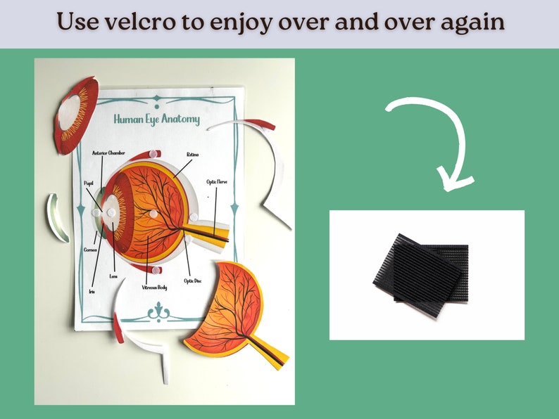 Human Eye Anatomy Printable Worksheet Sense of Sight Activity Biology ...