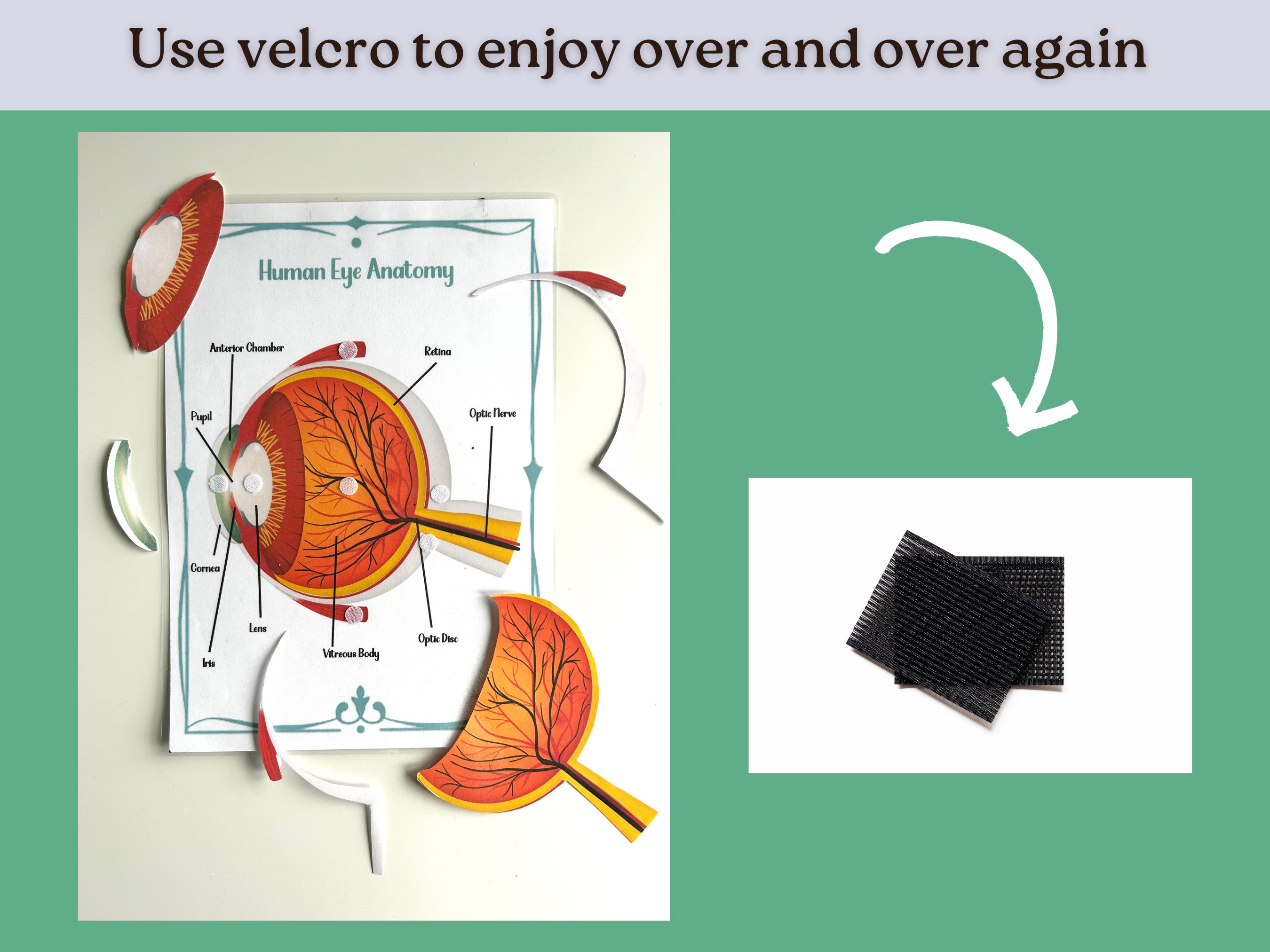 Human Eye Anatomy Printable Worksheet Sense of Sight Activity Biology ...