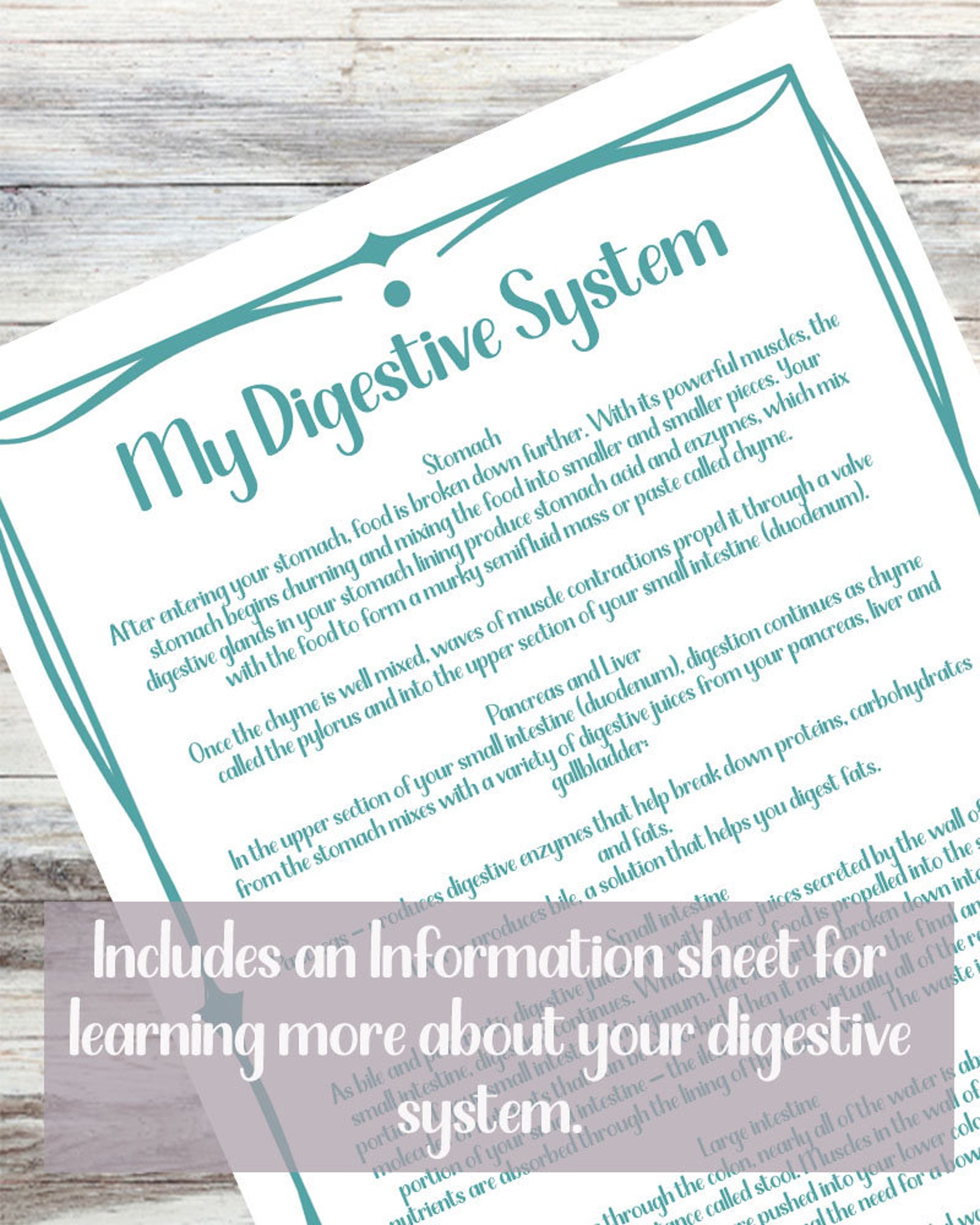 Digestive System Activity Printable Digestive System Resources ...
