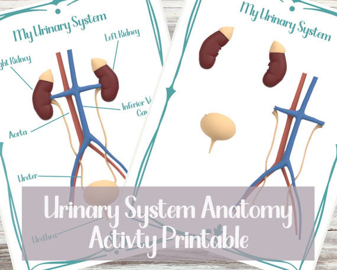 Urinary System Labelling Activity Printable Urinary System Teaching ...