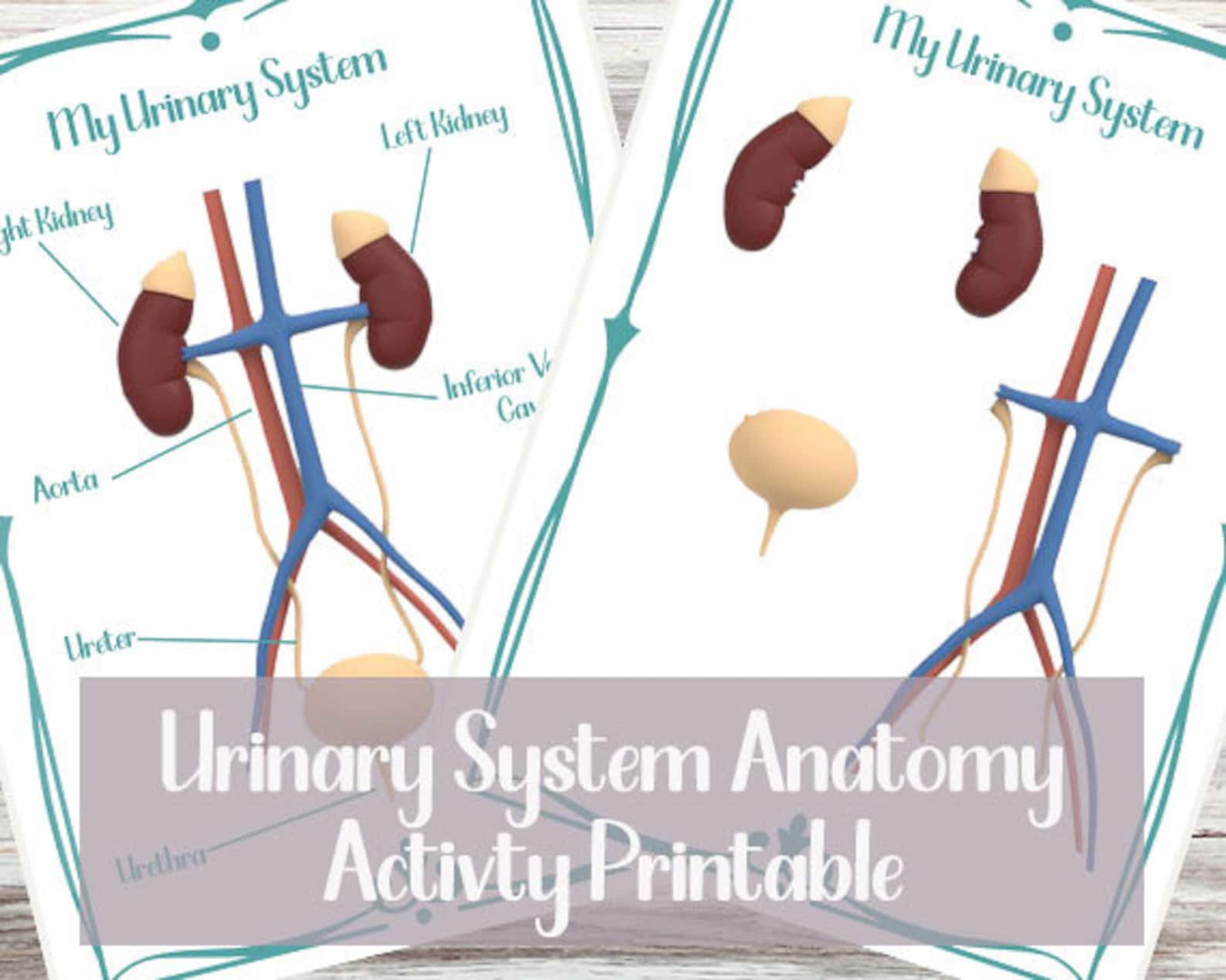 Urinary System Labelling Activity Printable Urinary System Teaching ...
