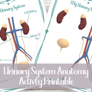 Urinary System Labelling Activity Printable Urinary System Teaching ...