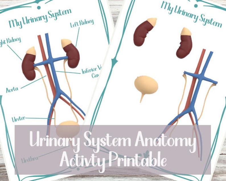 Urinary System Labelling Activity Printable Urinary System Teaching ...